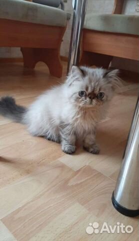 Персидские котята