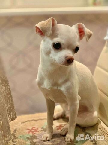 Вязка чихуахуа девочка