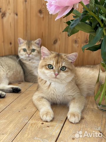 Кот британская золотая шиншилла на вязку