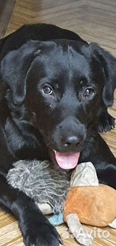 Митис Лабрадор