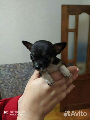 Мини куколка