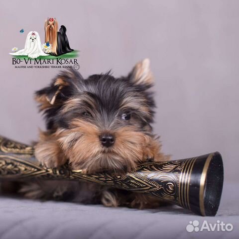 Йоркширский терьер