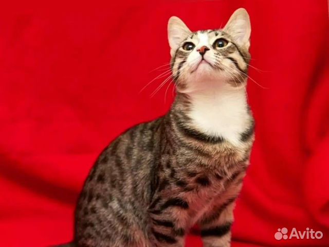 Котёнок тигровый с белой грудкой в дар