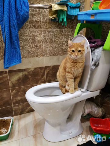 Кот в добрые руки
