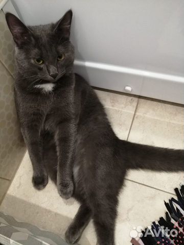 Отдам котика