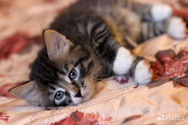 Котенок Костик 2 мес Спасеныш