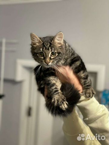Котенок девочка бесплатно
