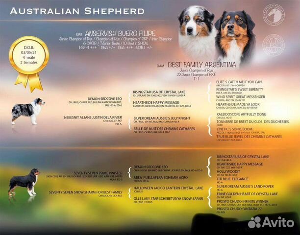 Австралийка Овчарка