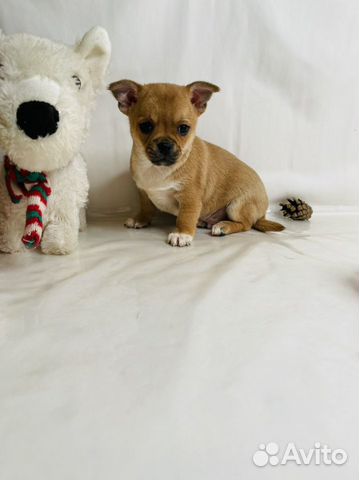 Щенки чихуахуа