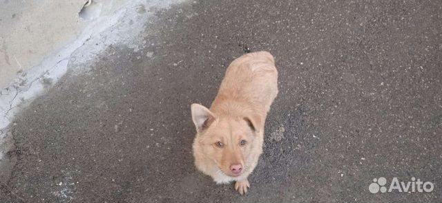 Чья прелесть потеряшка