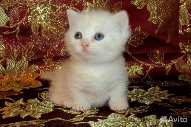 Котик манчкин