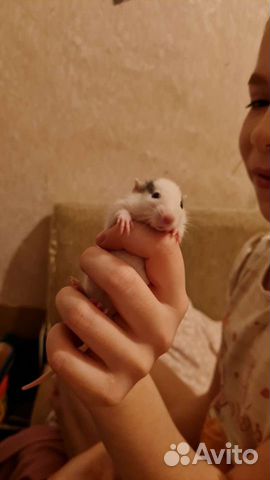 Крысята малыши