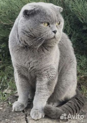 Шотландская вислоухая