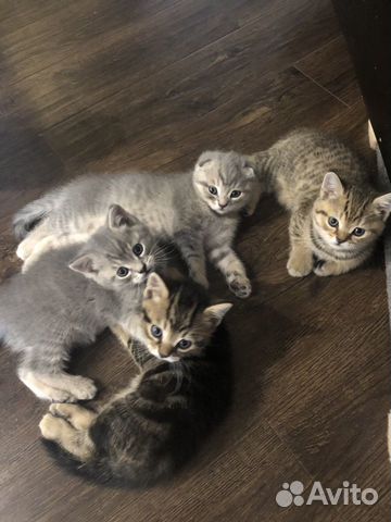Британские котята