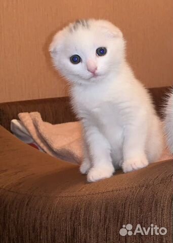 Вислоухая кошечка