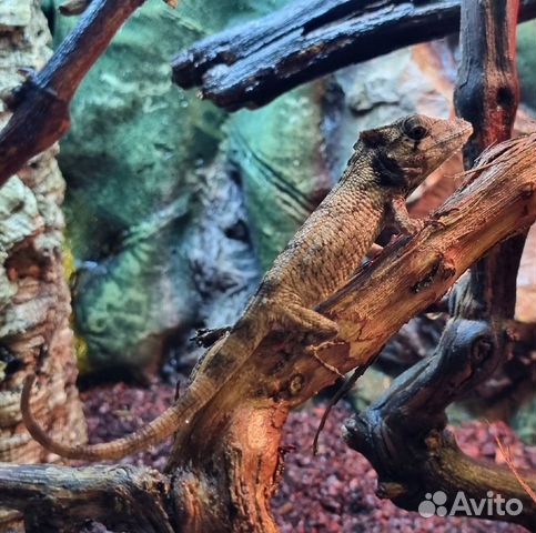 Хамелеолис