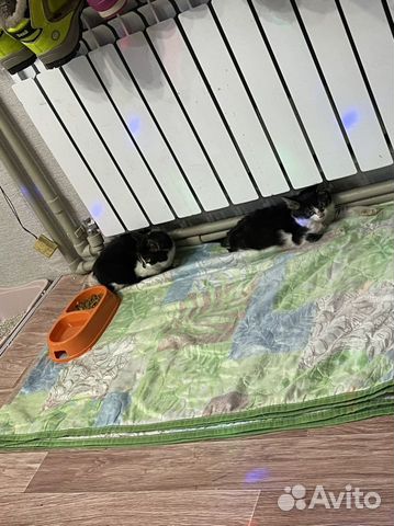 Нашли котят на морозе Отдадим в хорошие руки бспла