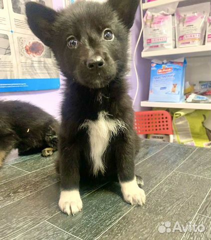 Щенок Энжели с ангелом на груди