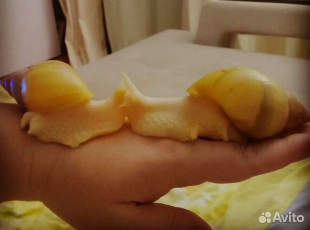 Улитки ахатина родация альбино боди