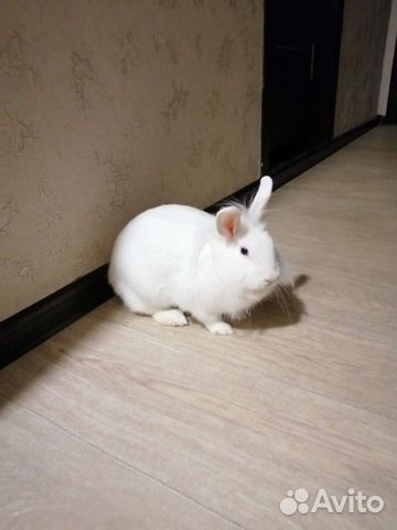 Декоративный кролик с клеткой