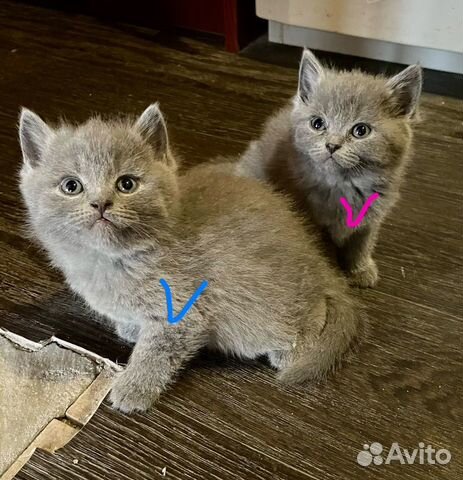 Шотландские вислоухие котята