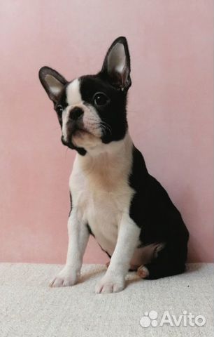 Девочка бостон терьер