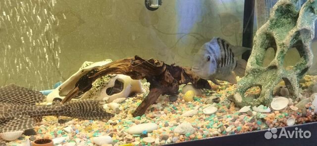 Сомы и цихлазома в хорошие руки