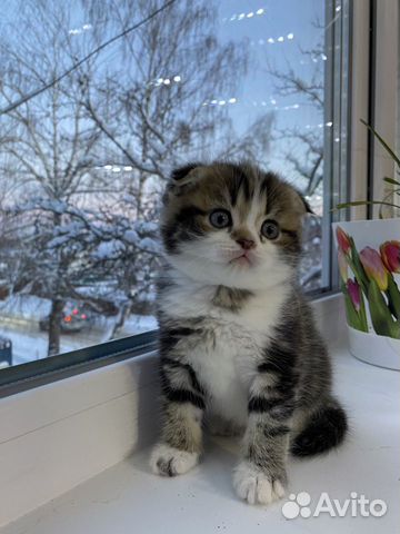 Шотландский вислоухий мальчик