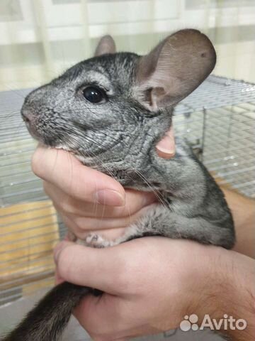 Шиншилла серая