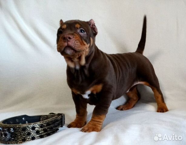 Мальчик Американского булли