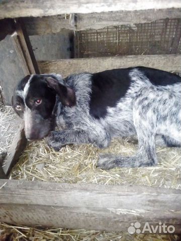 Дратхаар охотничий