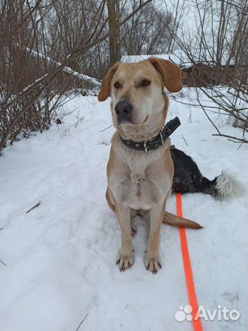 Собака в добрые руки