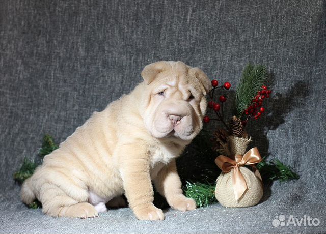 Щенки шарпей, изабелловые очаровашки