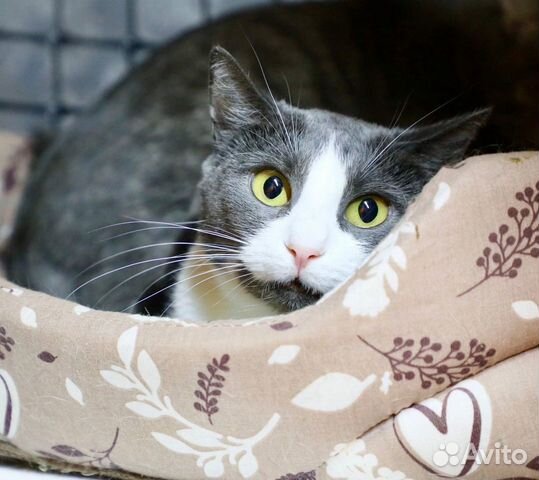 Оливия - замечательная девочка ищет дом