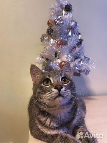 Котенок 6 месяцев