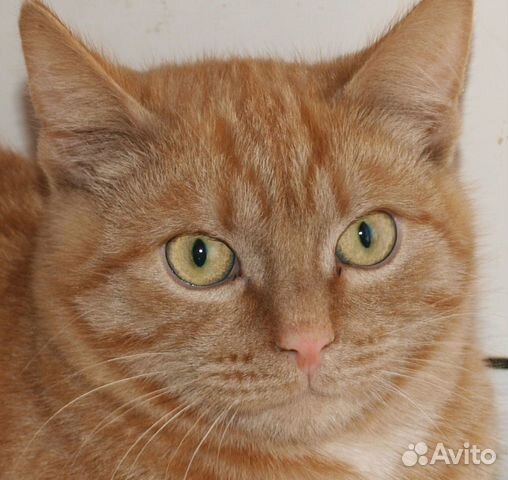 Рыжий котенок Тэдди, 6 месяцев, привит
