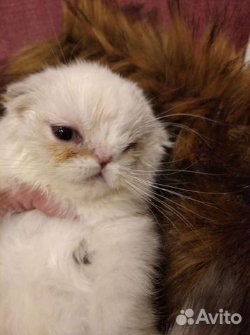 Шотландец Полли с синдромом Дауна