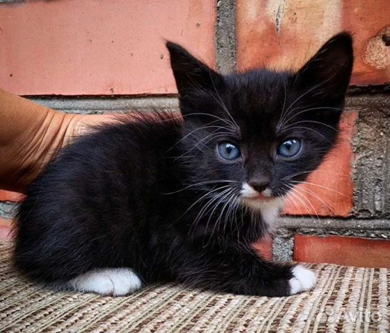 Черный котенок