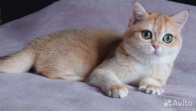 Британские девочки