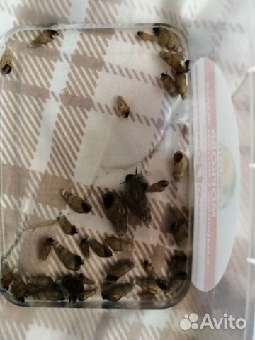 Улитки аквариумные грунтовые