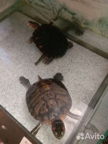 2 красноухие черепахи в аквариуме бесплатно