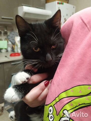 Кошки в добрые руки бесплатно