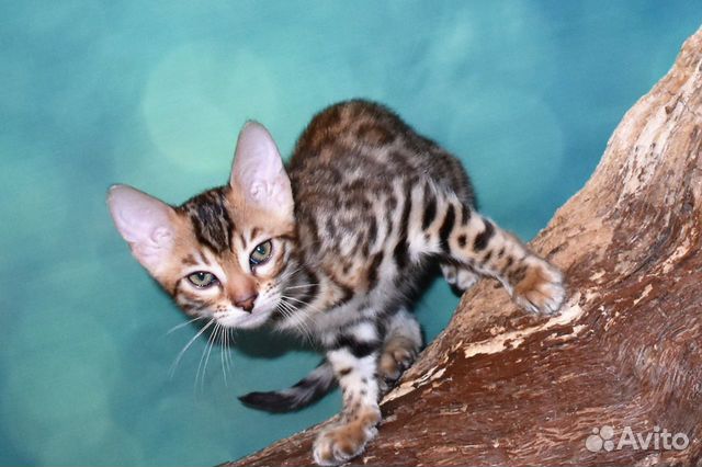 Бенгальская кошка