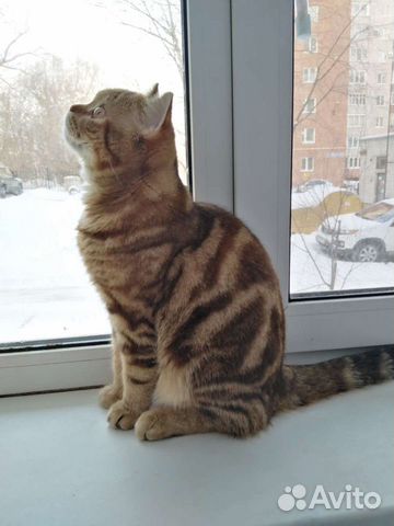 Шотландский кот вязка