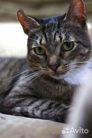 Гоша необычные ушки кот, который так давно ждёт