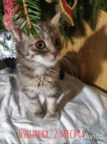 Котёнок пушинка, 2 мес., привита, серого окраса