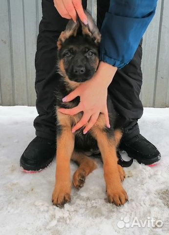 Немецкая овчарка щенки с докум