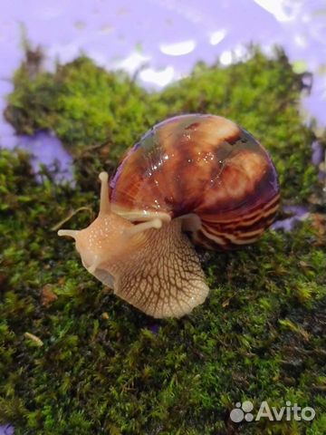 Улиточка ахатина