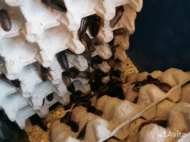 Аргентинский таракан