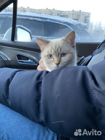 Тайские кошки бесплатно